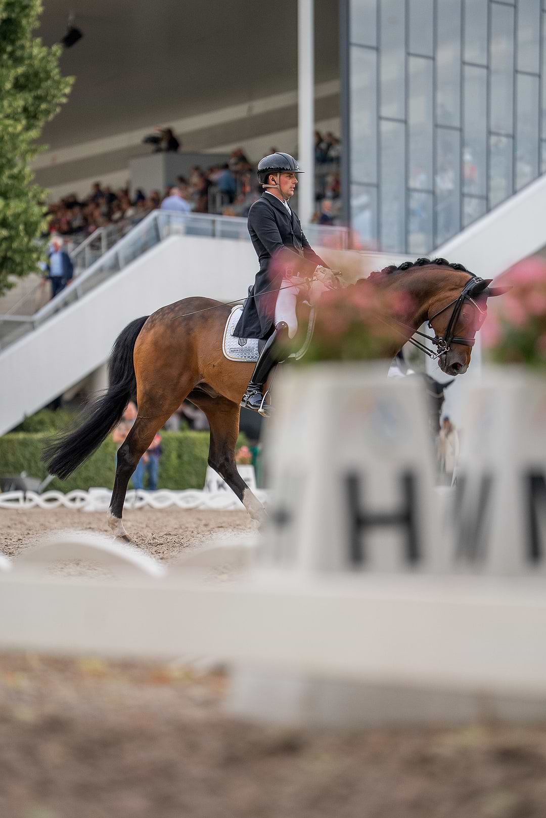 Dressage Arena Letters | GUIDE & LAYOUT | Maya Delorez