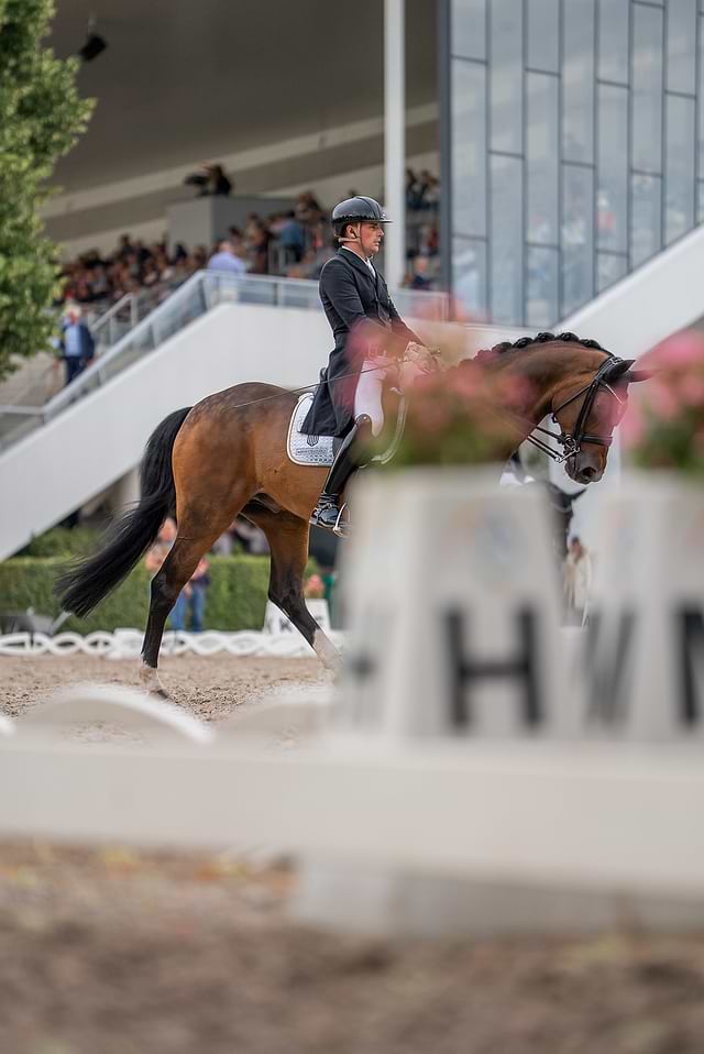 Dressage Arena Letters | GUIDE & LAYOUT | Maya Delorez