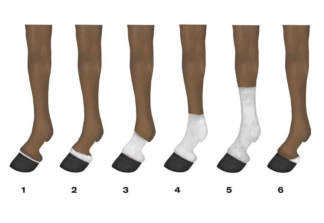 Guide: Horse Leg Markings | Maya Delorez