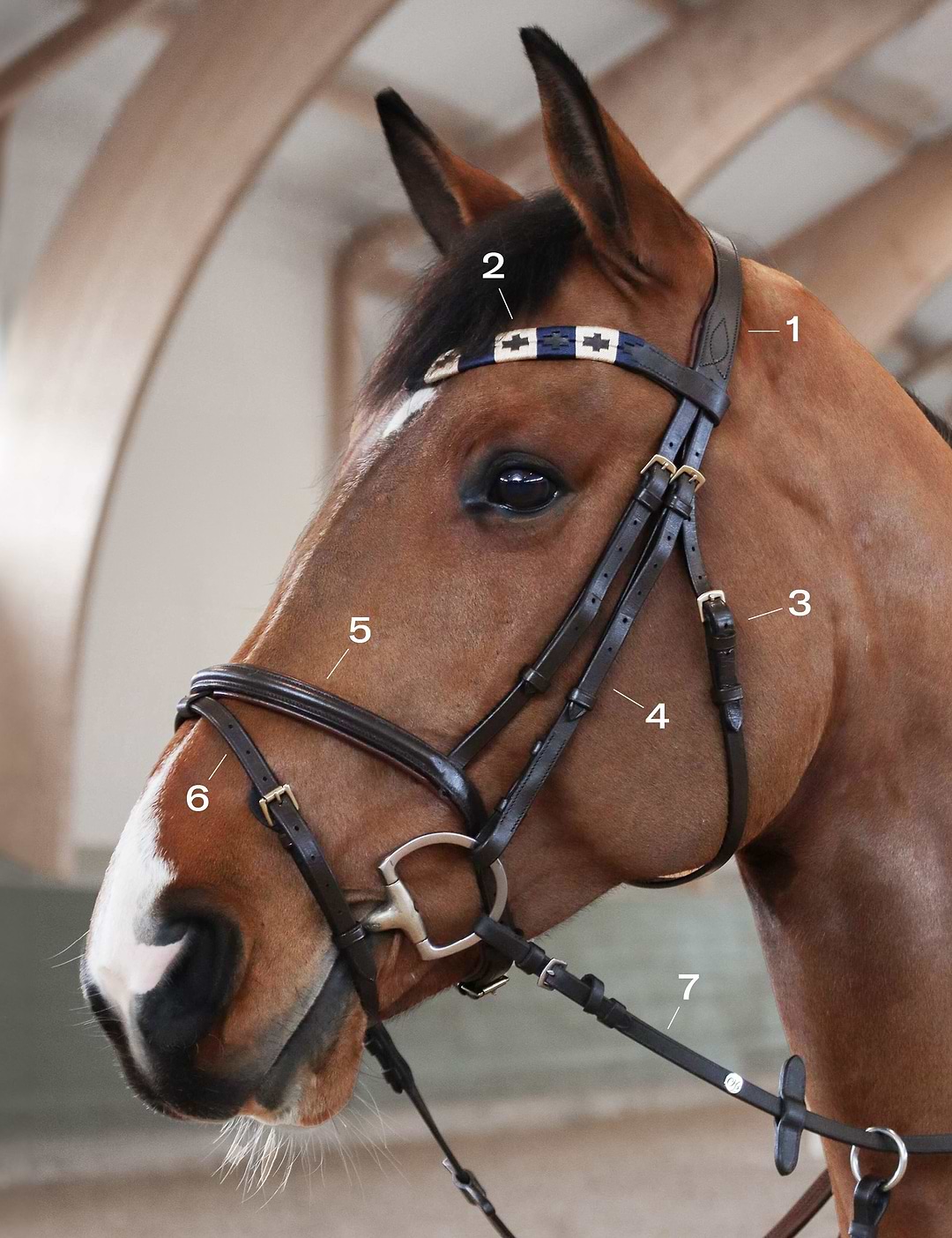 Parts of the Bridle | Guide | Maya Delorez