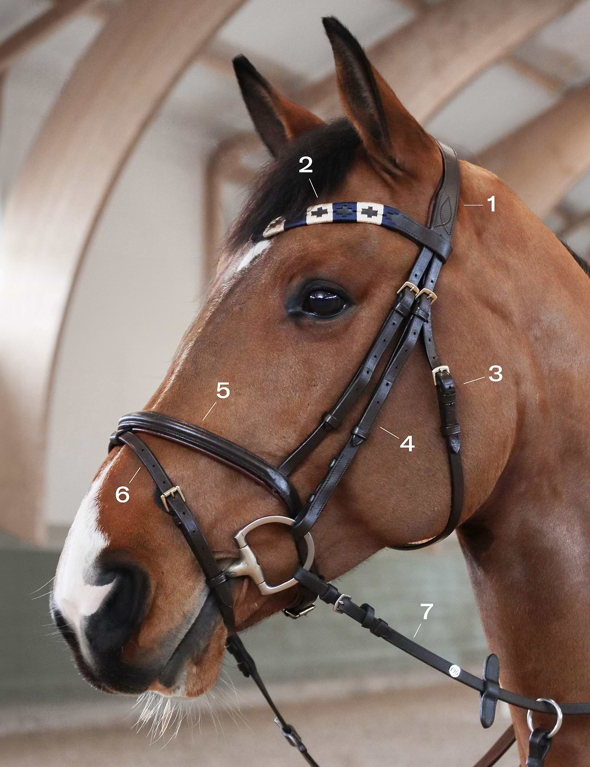 Parts of the Bridle | Guide | Maya Delorez