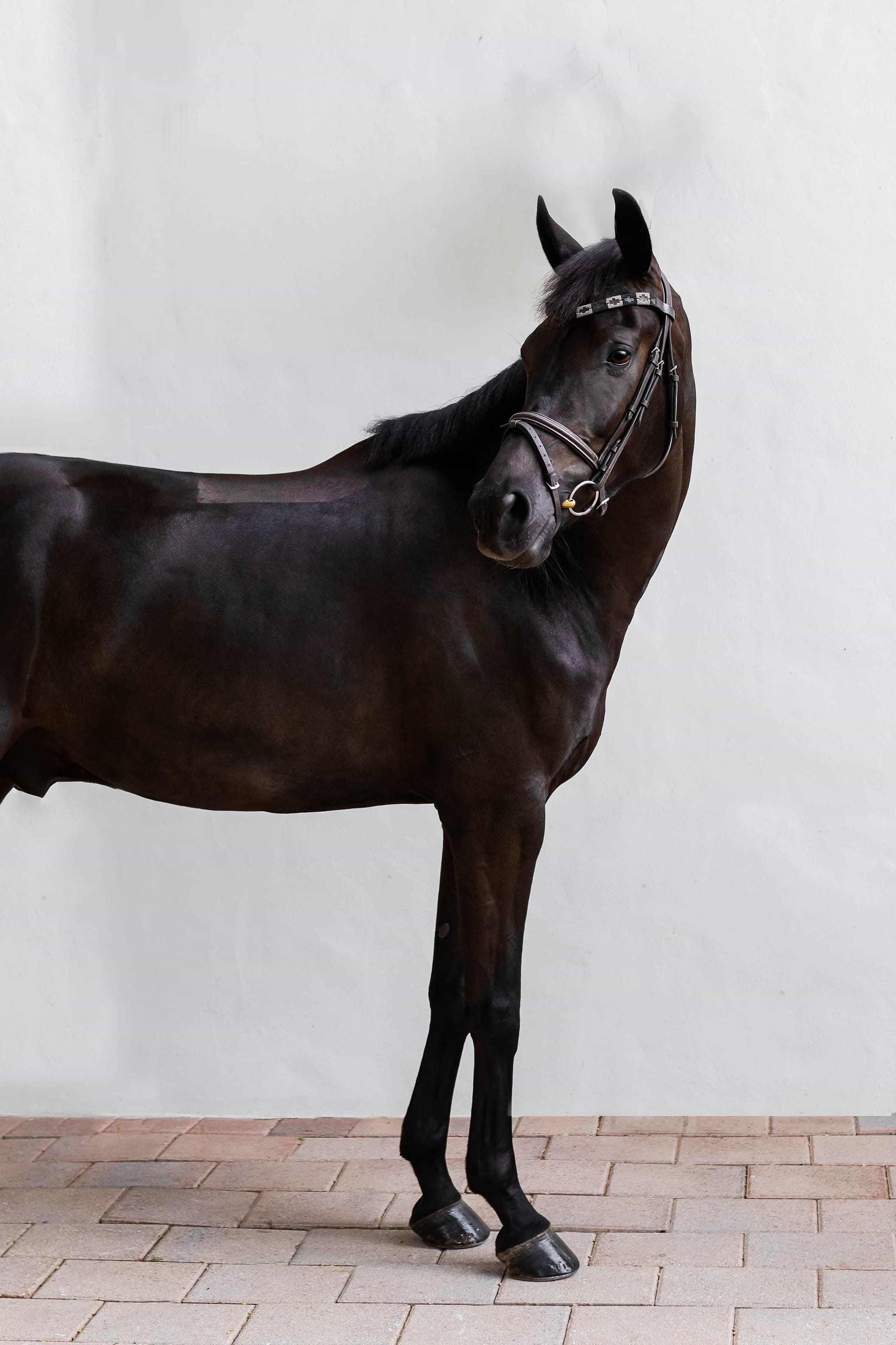 Horse Breeds and Types of Horses | Maya Delorez