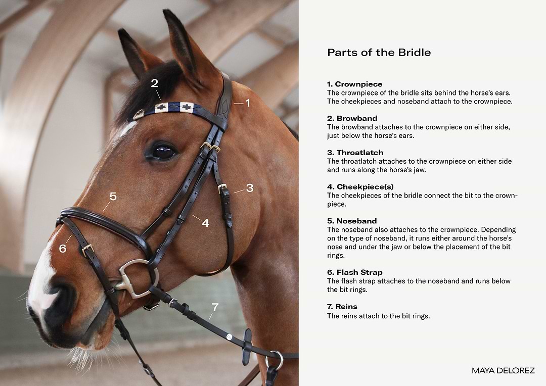 Parts of the Bridle | Guide | Maya Delorez