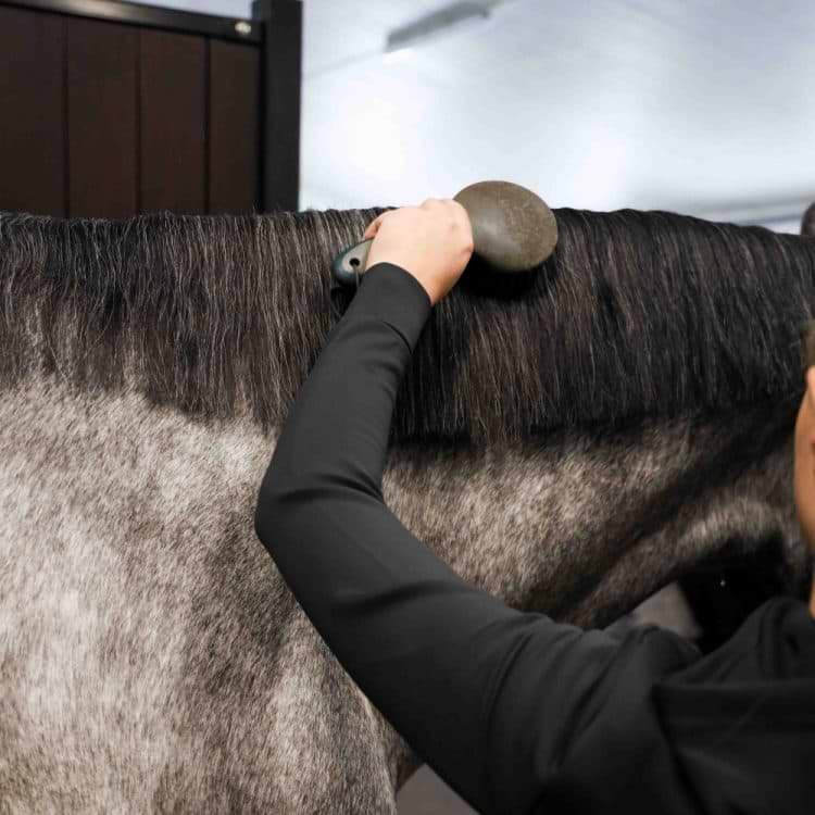 Guide: How to Braid Your Horse's Mane | Maya Delorez