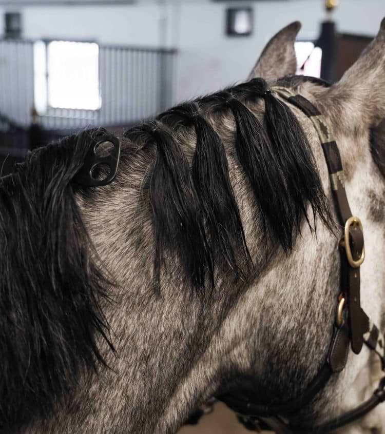 Guide: How to Braid Your Horse's Mane | Maya Delorez