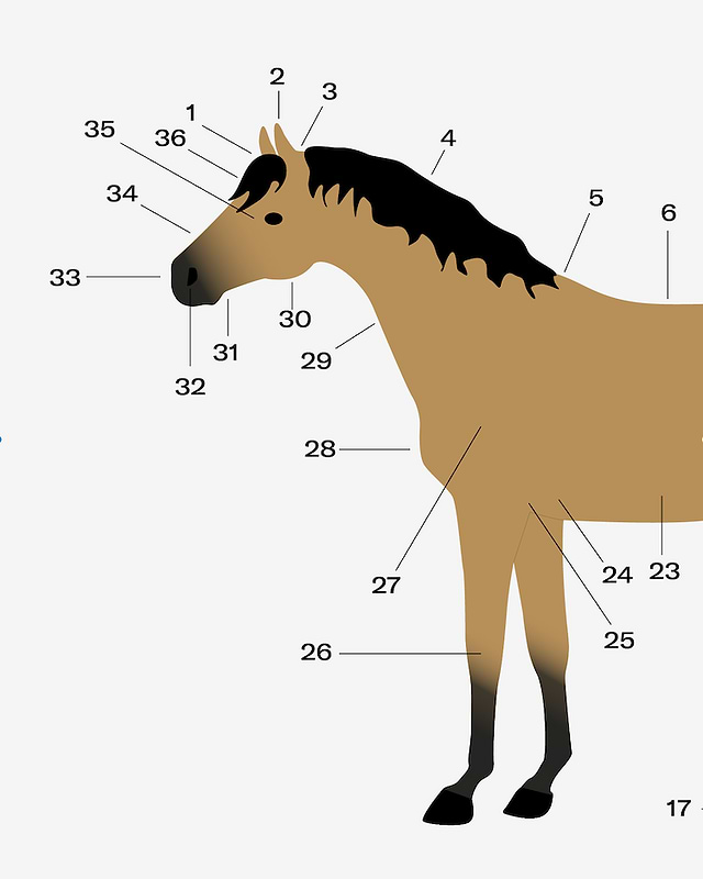 Guide: Anatomie des Pferdes | Maya Delorez