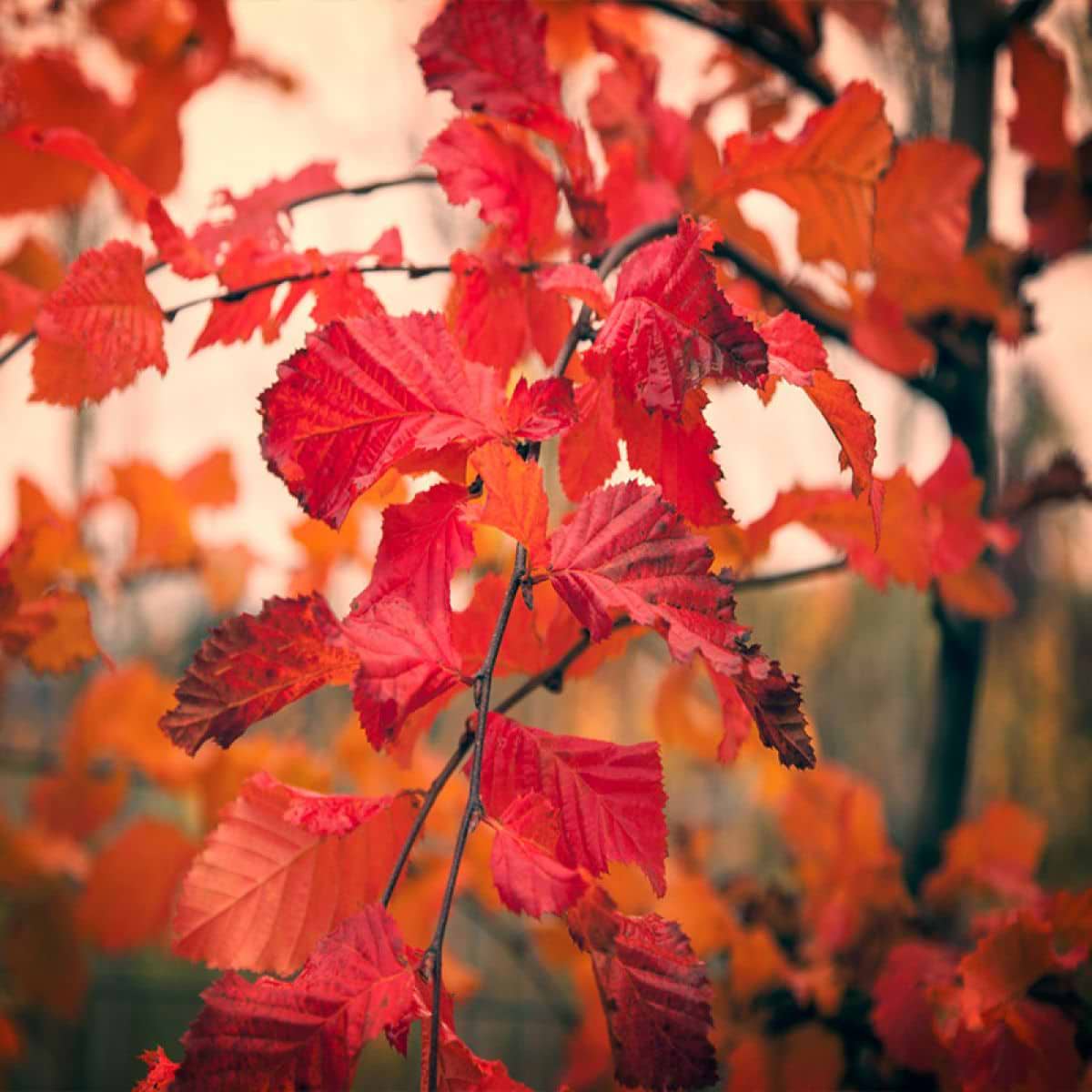 Træer | Køb et billigt træ online | Danmarks største udvalg