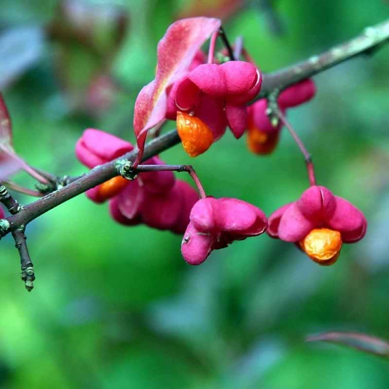 Buske – Kæmpe udvalg af buske – køb billige buske nu