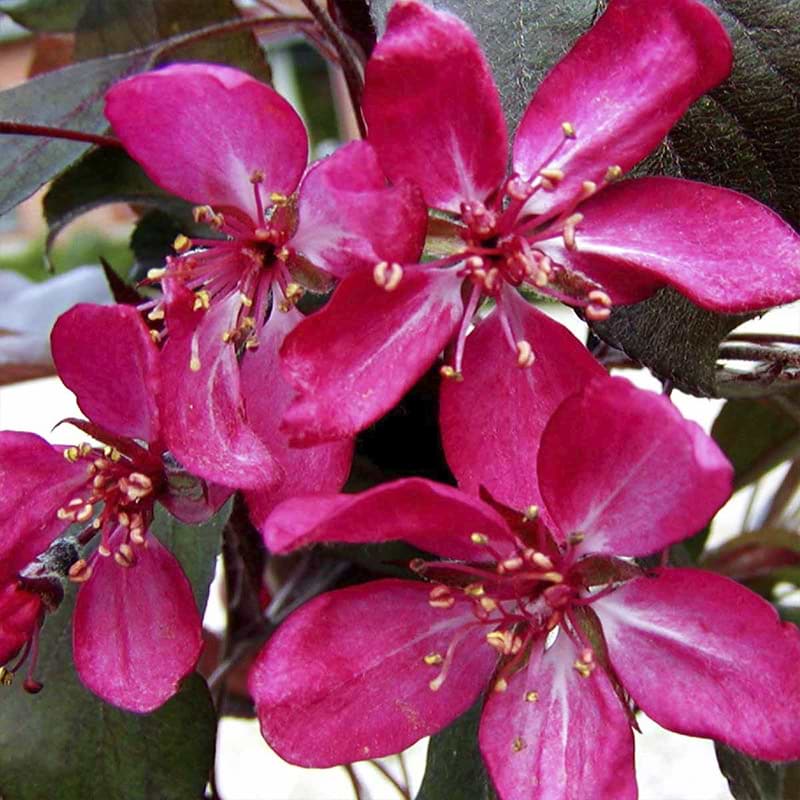 Paradisæble (Malus Sieboldii 'Freja') 120-160 cm Enstammet