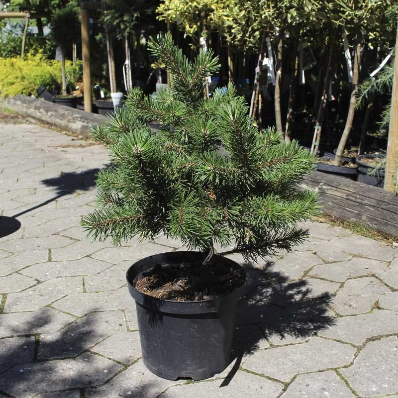 Bjergfyr (Pinus mugo 'Gnom') - Flere varianter