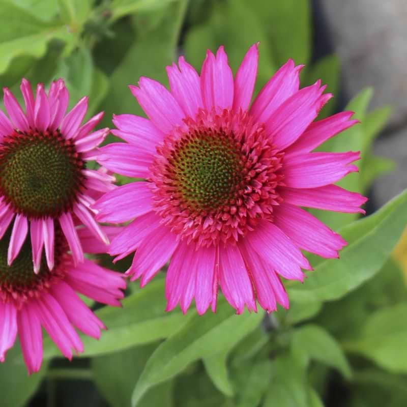Purpursolhat (Echinacea 'Delicious Candy'®) Potte 11 cm