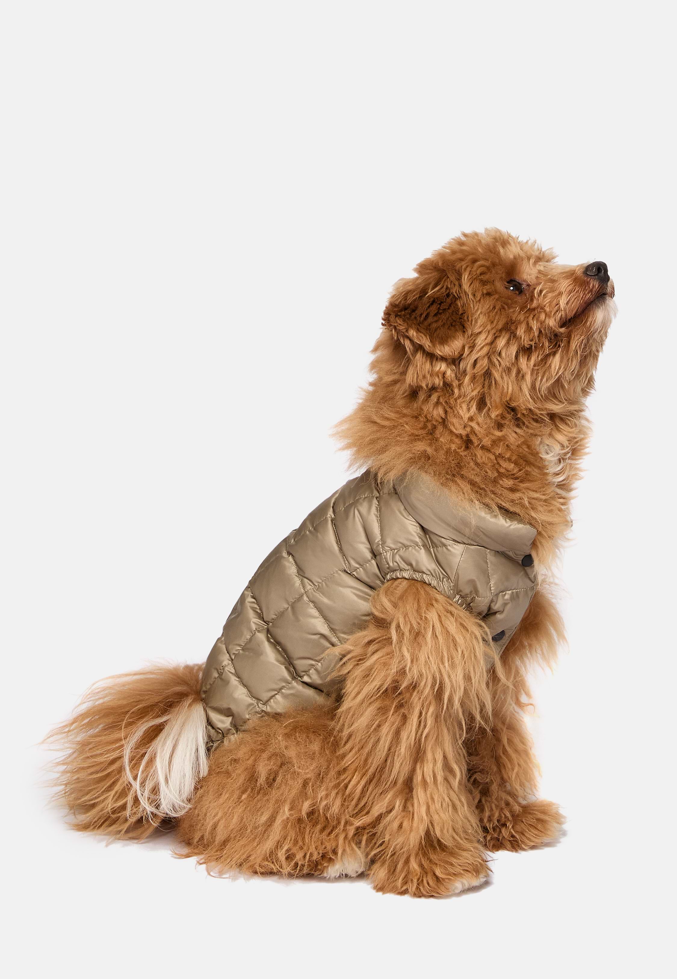 Chaqueta Bomber Para Perros De Tejido Técnico De Pluma De Oca Hombre ...