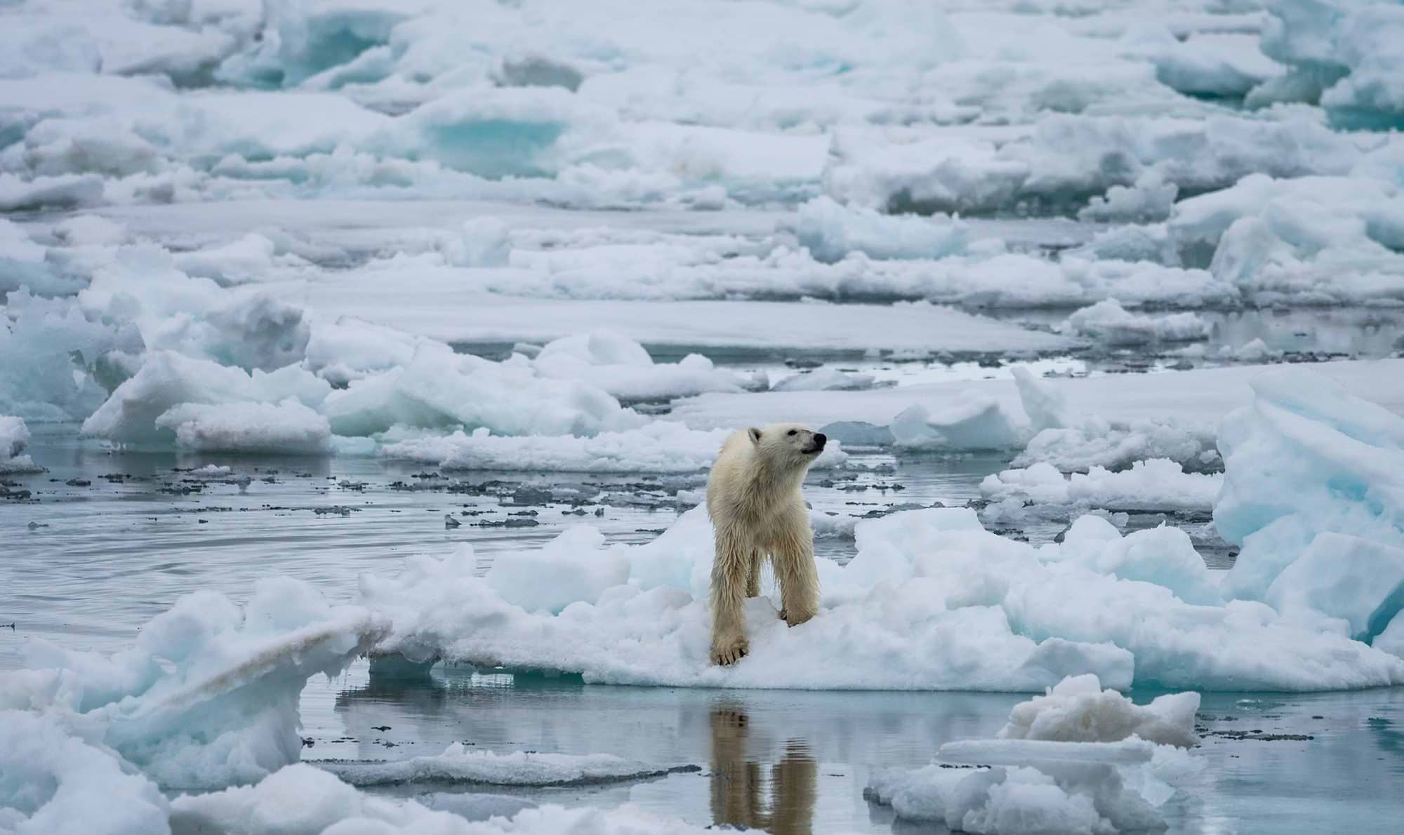 Ice Ice Baby! | Portfolio | Interstellar
