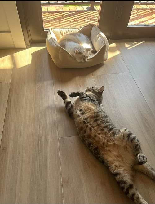 Alder Natural 12x60 Porcelain Tile available in iTileMosaic