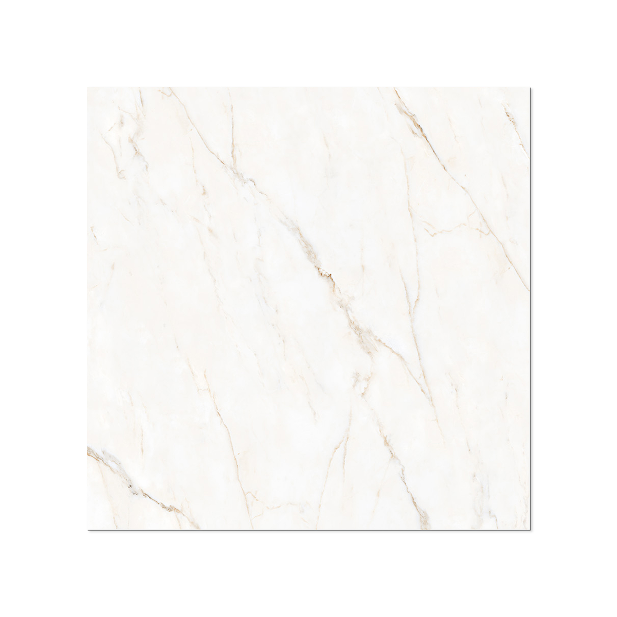 Calacatta Oro 48x48 Polished Porcelain Tile | iTileMosaic